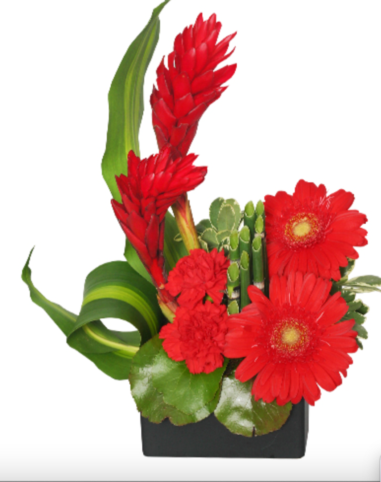 Red Hot Tropical – Plant Daddy